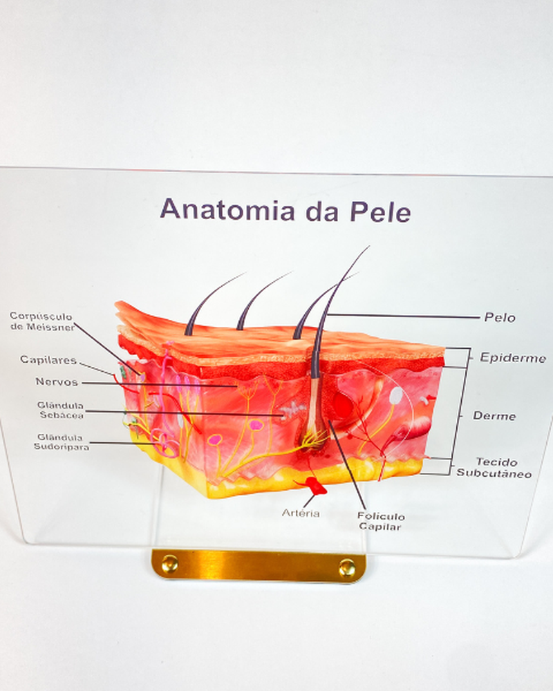 Modelo De Camadas Da Epiderme Pele E Anexos – Histologia Interativa
