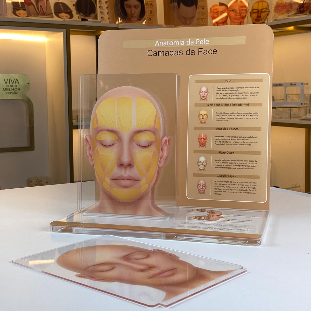 Camadas da Face - Anatomia da Pele - Display - Macromodelo - Maquete ...