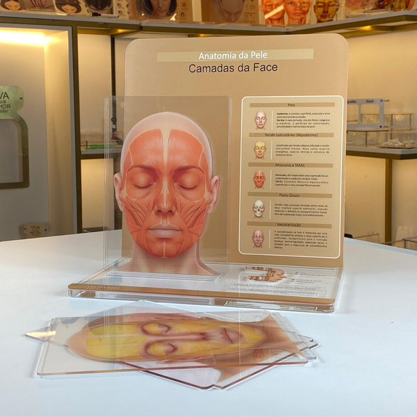 Camadas da Face - Anatomia da Pele - Display - Macromodelo - Maquete ...