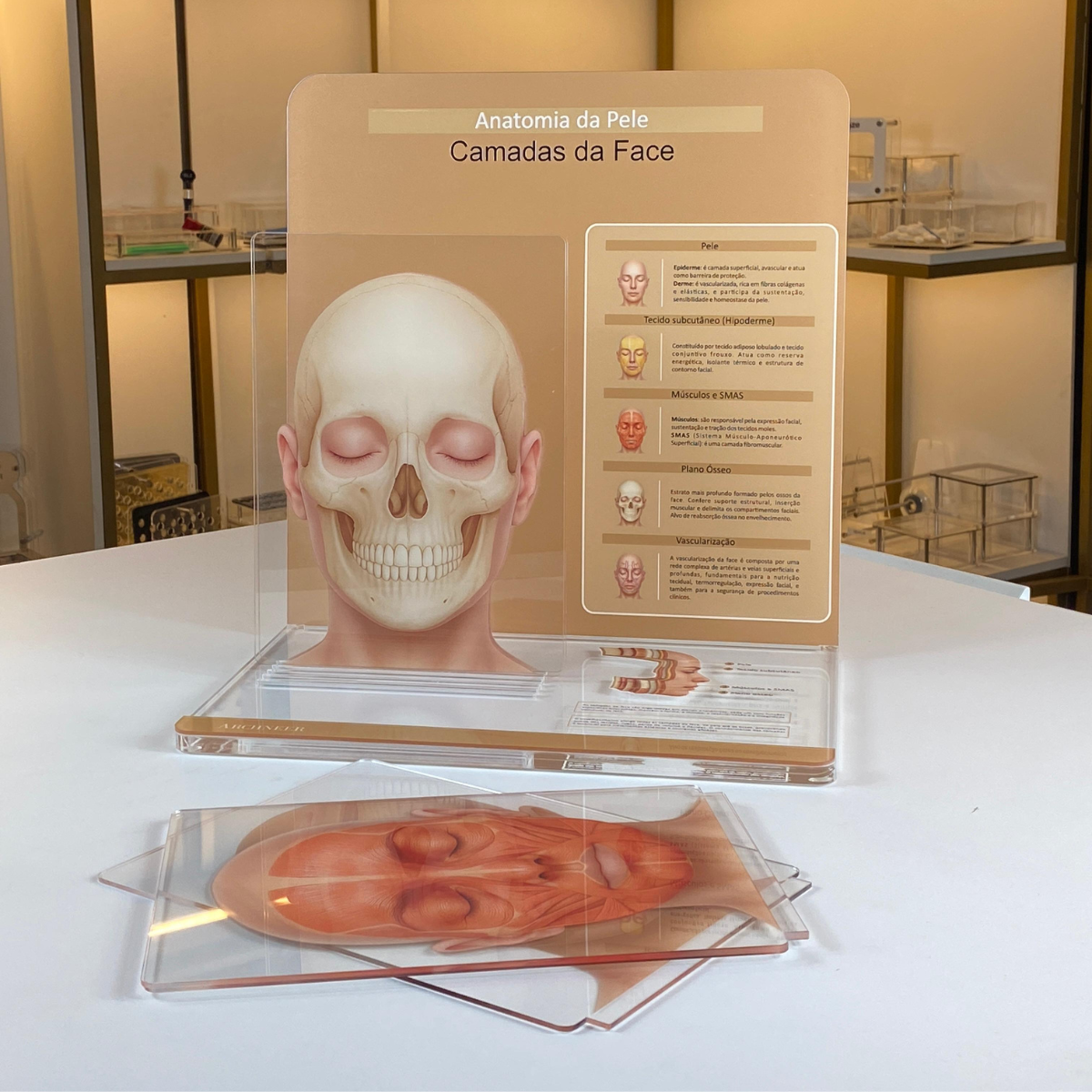 Camadas da Face - Anatomia da Pele - Display - Macromodelo - Maquete ...