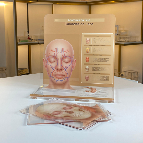 Camadas da Face - Anatomia da Pele - Display - Macromodelo - Maquete ...
