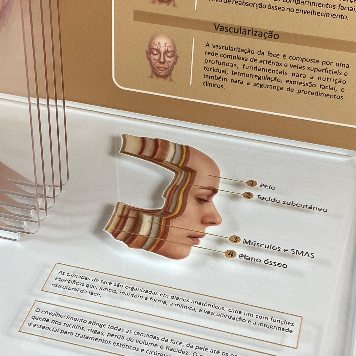 Camadas da Face - Anatomia da Pele - Display - Macromodelo - Maquete ...