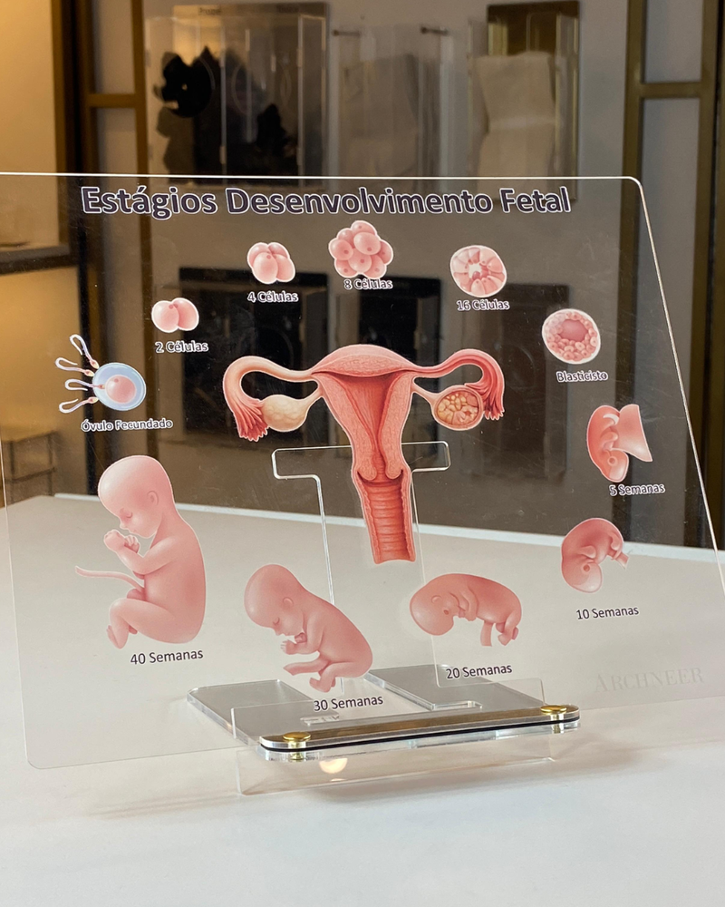 Estágios Desenvolvimento Embrionário e Fetal - Quadro de Marcação ...